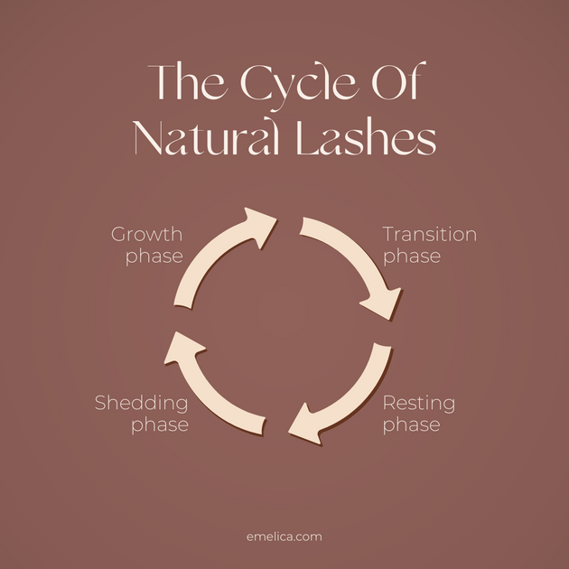 The Lash Growth Cycle: How It Affects Your Lash Health – EMELICA